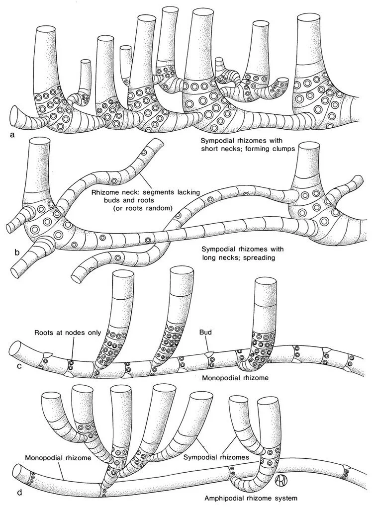Bamboo Identification Made Easy: A Step By Step Guide