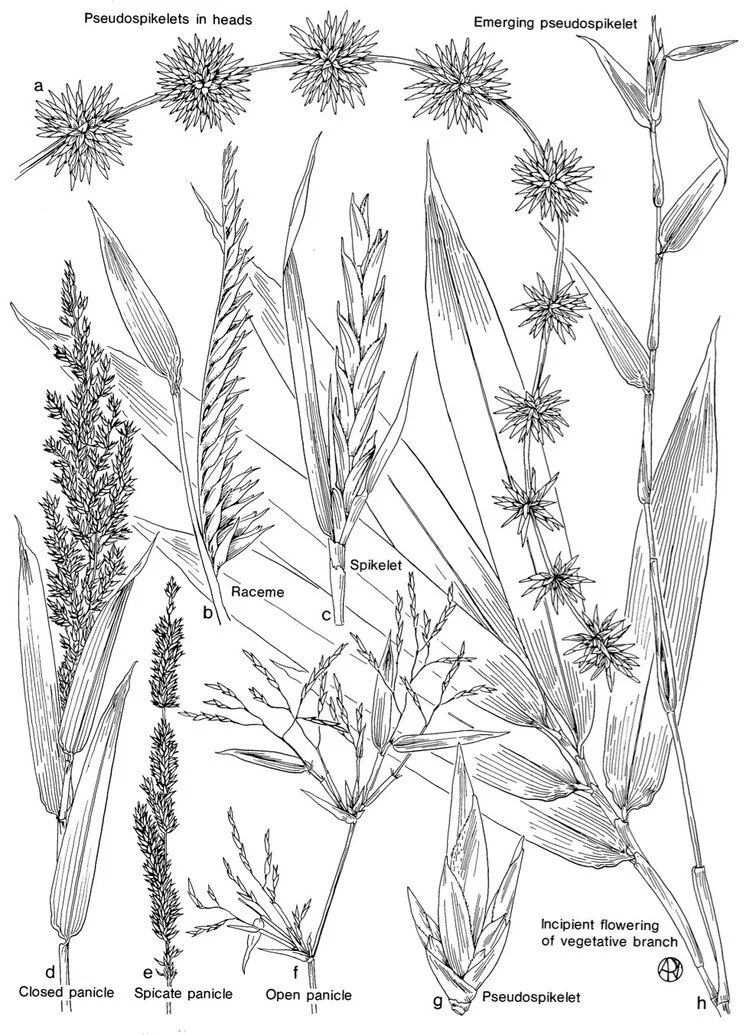 Bamboo Identification Made Easy: A Step By Step Guide