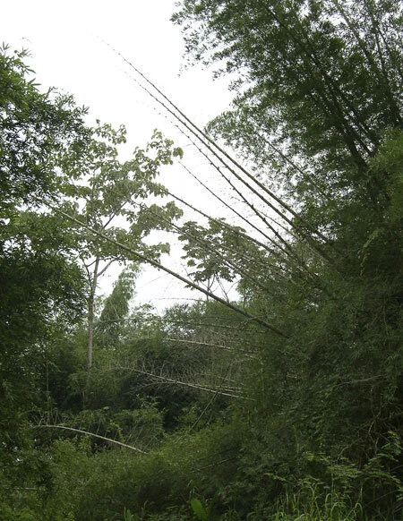 Bamboo Flowering Habits — Guadua Bamboo