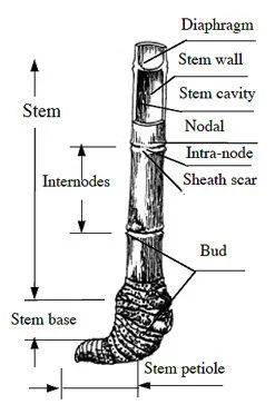 Bamboo Stem Anatomy — Guadua Bamboo