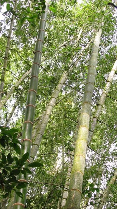 When and How to Harvest Bamboo — Guadua Bamboo