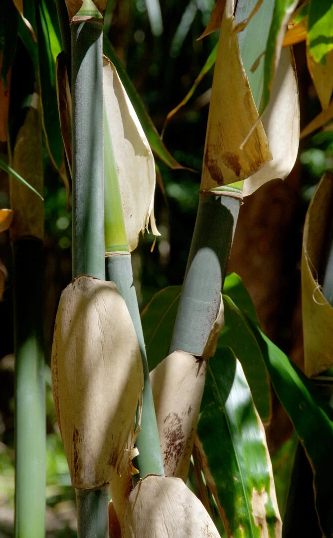 Gigantochloa apus — Guadua Bamboo