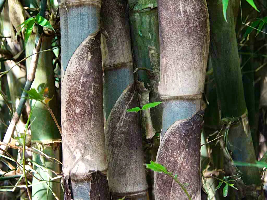 Gigantochloa apus — Guadua Bamboo