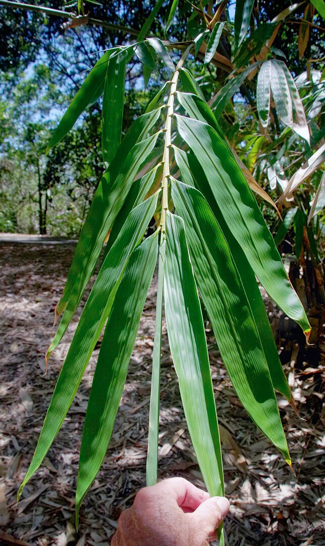 Gigantochloa apus — Guadua Bamboo