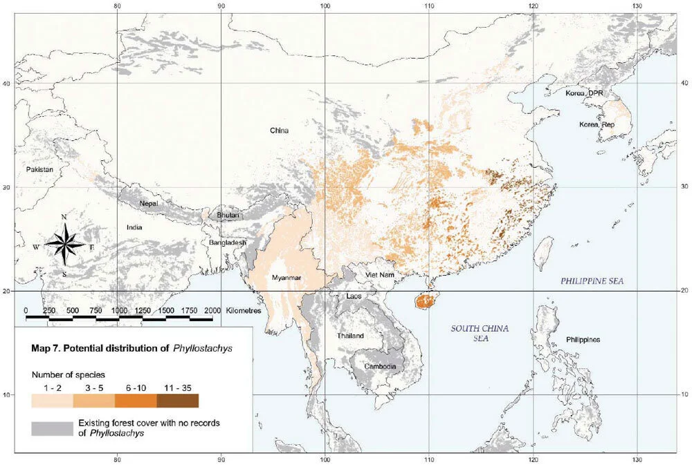 Phyllostachys Species List