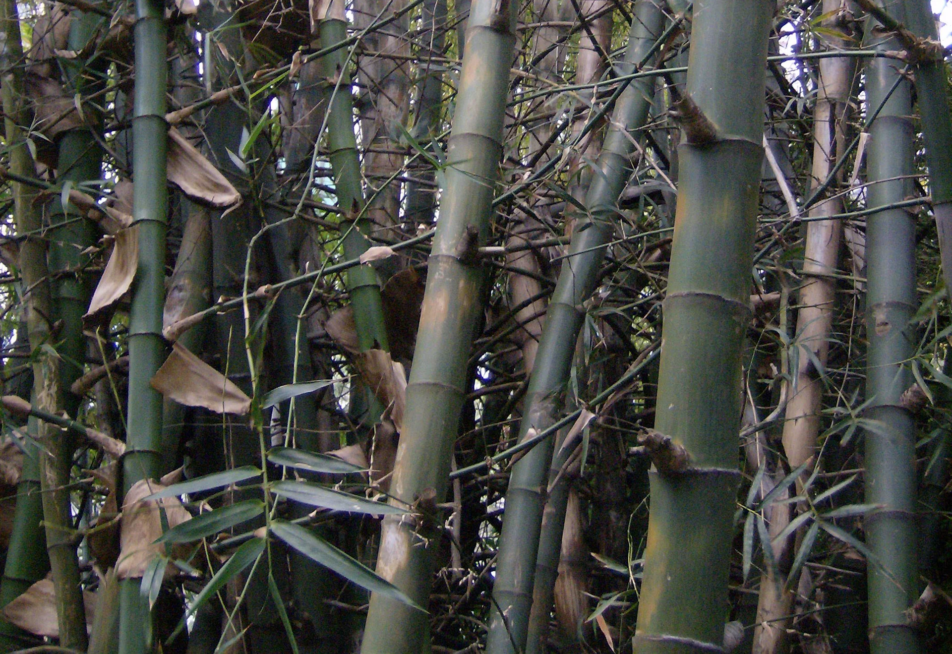 Bambusa bambos — Guadua Bamboo