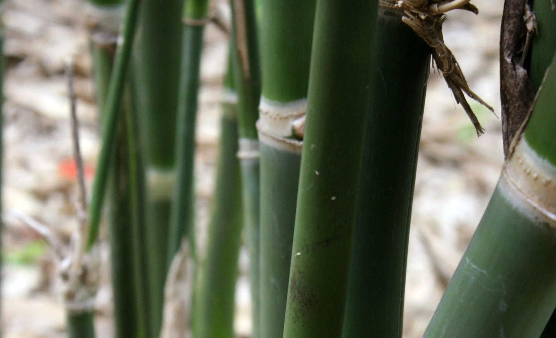 Bambusa bambos — Guadua Bamboo
