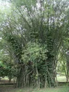 Bambusa polymorpha - Burmese Bamboo