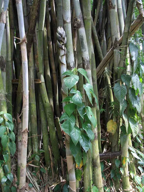 Bambusa polymorpha - Burmese Bamboo