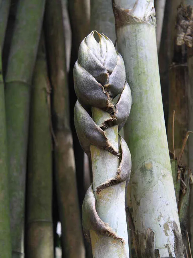 Bambusa polymorpha - Burmese Bamboo
