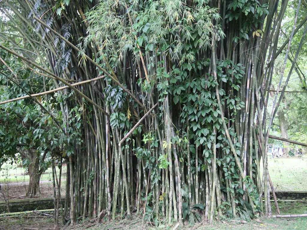 Bambusa polymorpha - Burmese Bamboo