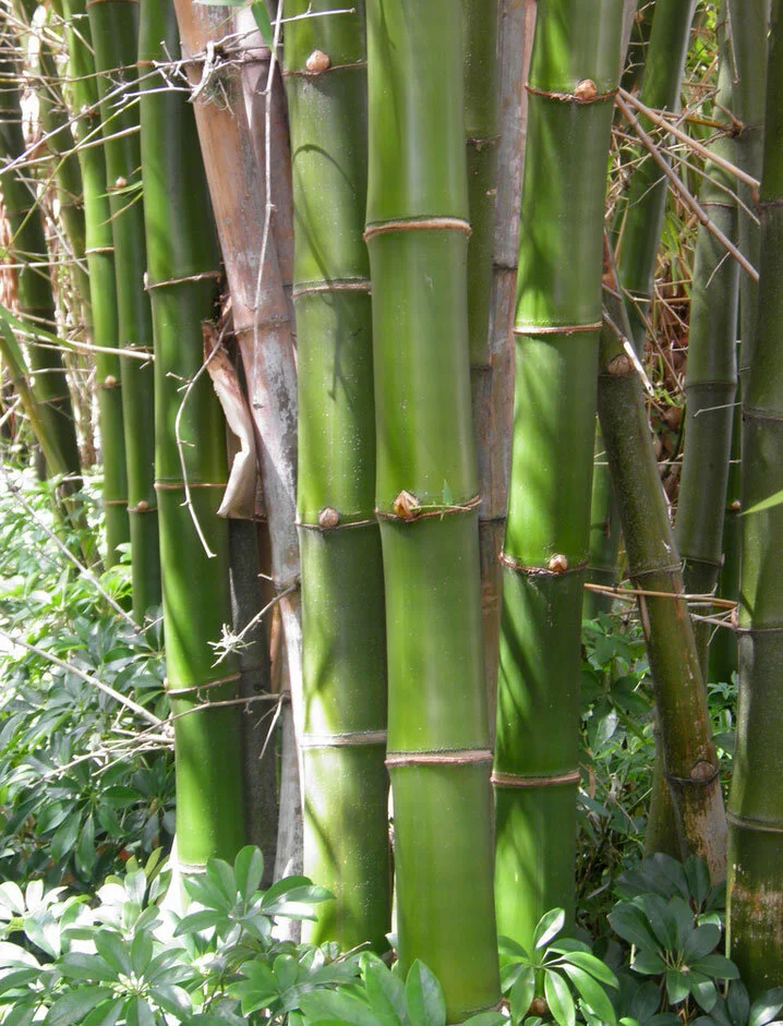 Bambusa vulgaris — Guadua Bamboo