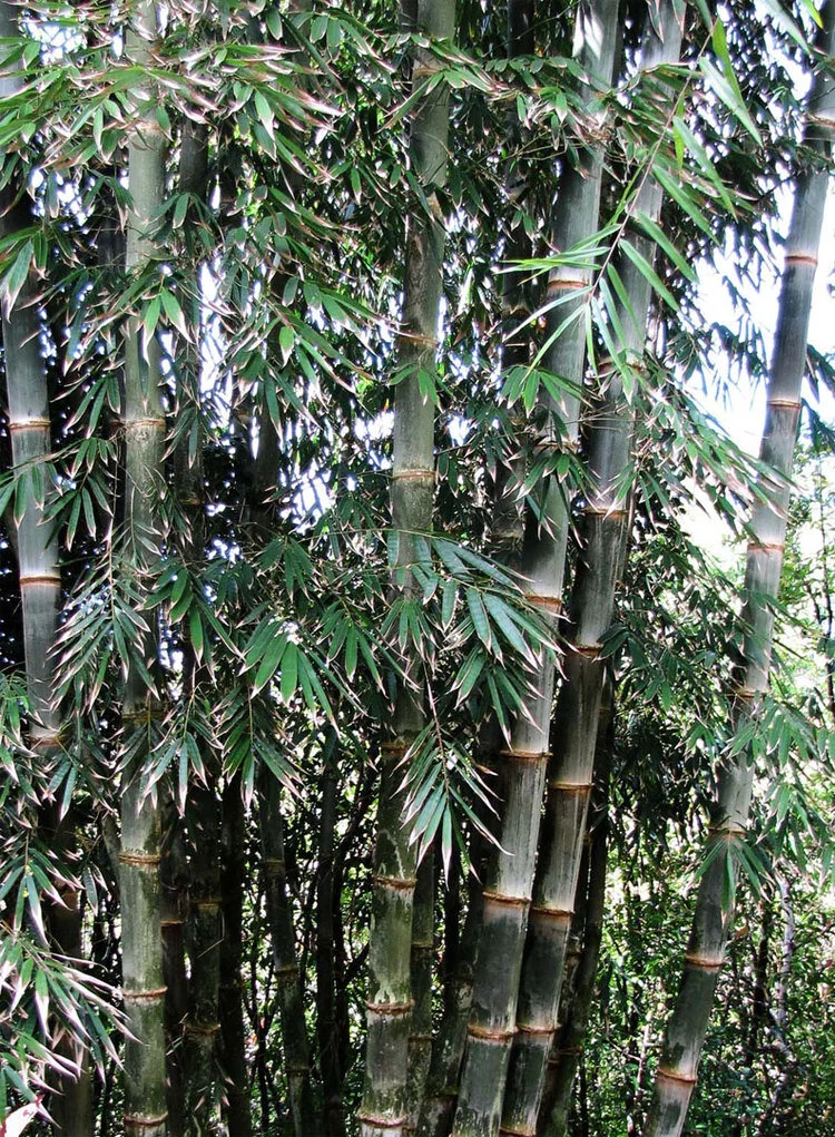 Dendrocalamus strictus — Guadua Bamboo