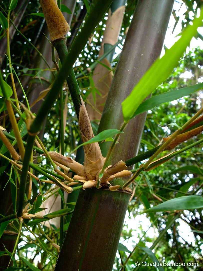 Bambusa lako — Guadua Bamboo