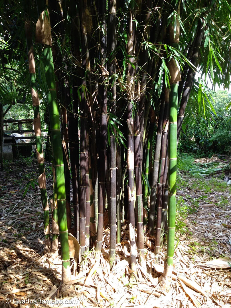 Bambusa lako — Guadua Bamboo