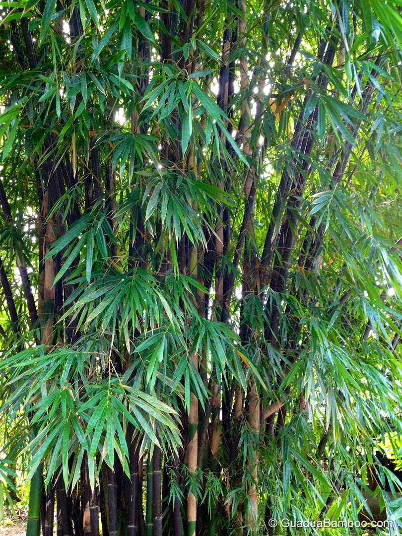 Bambusa lako — Guadua Bamboo