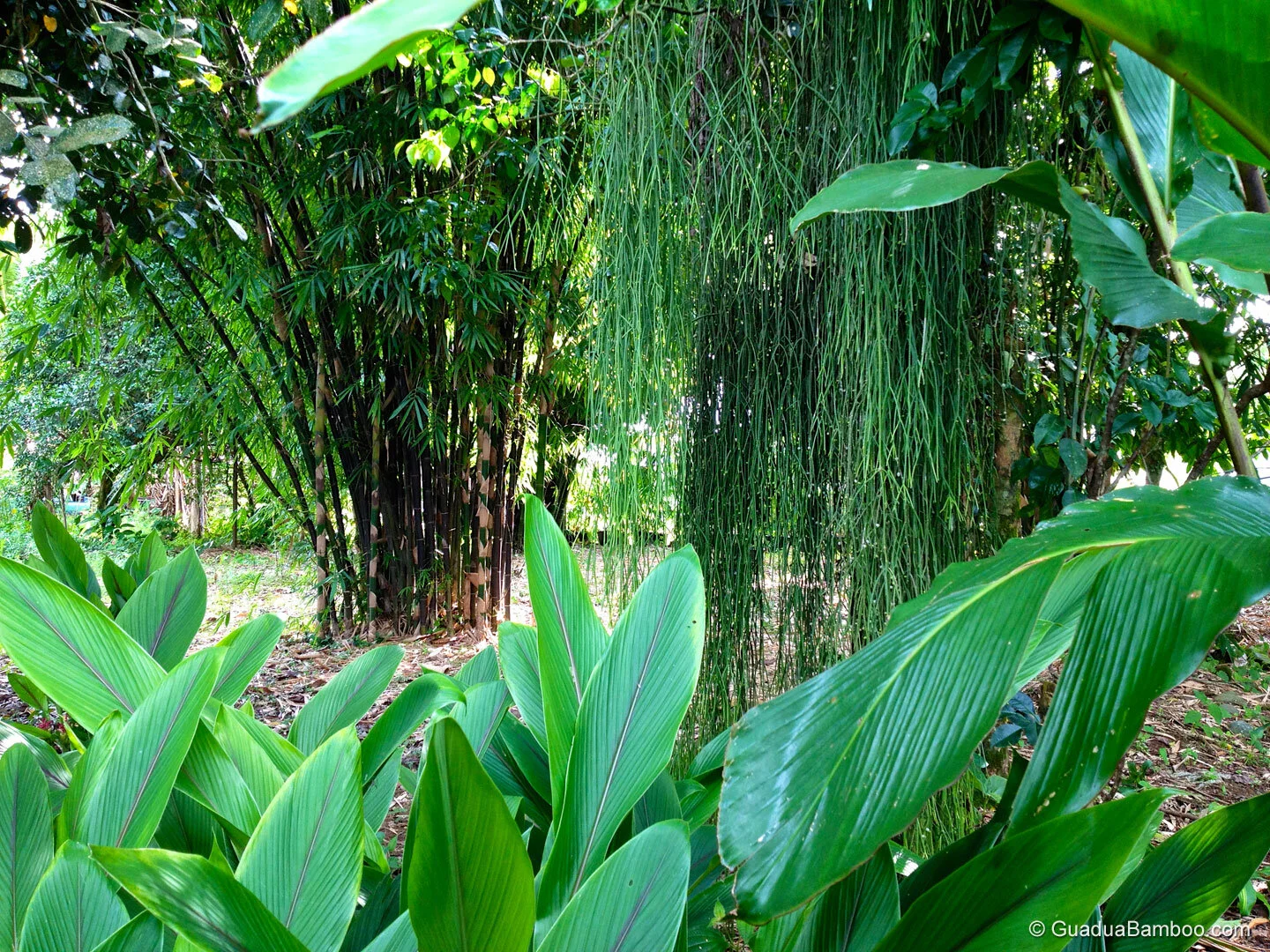 Bambusa lako — Guadua Bamboo