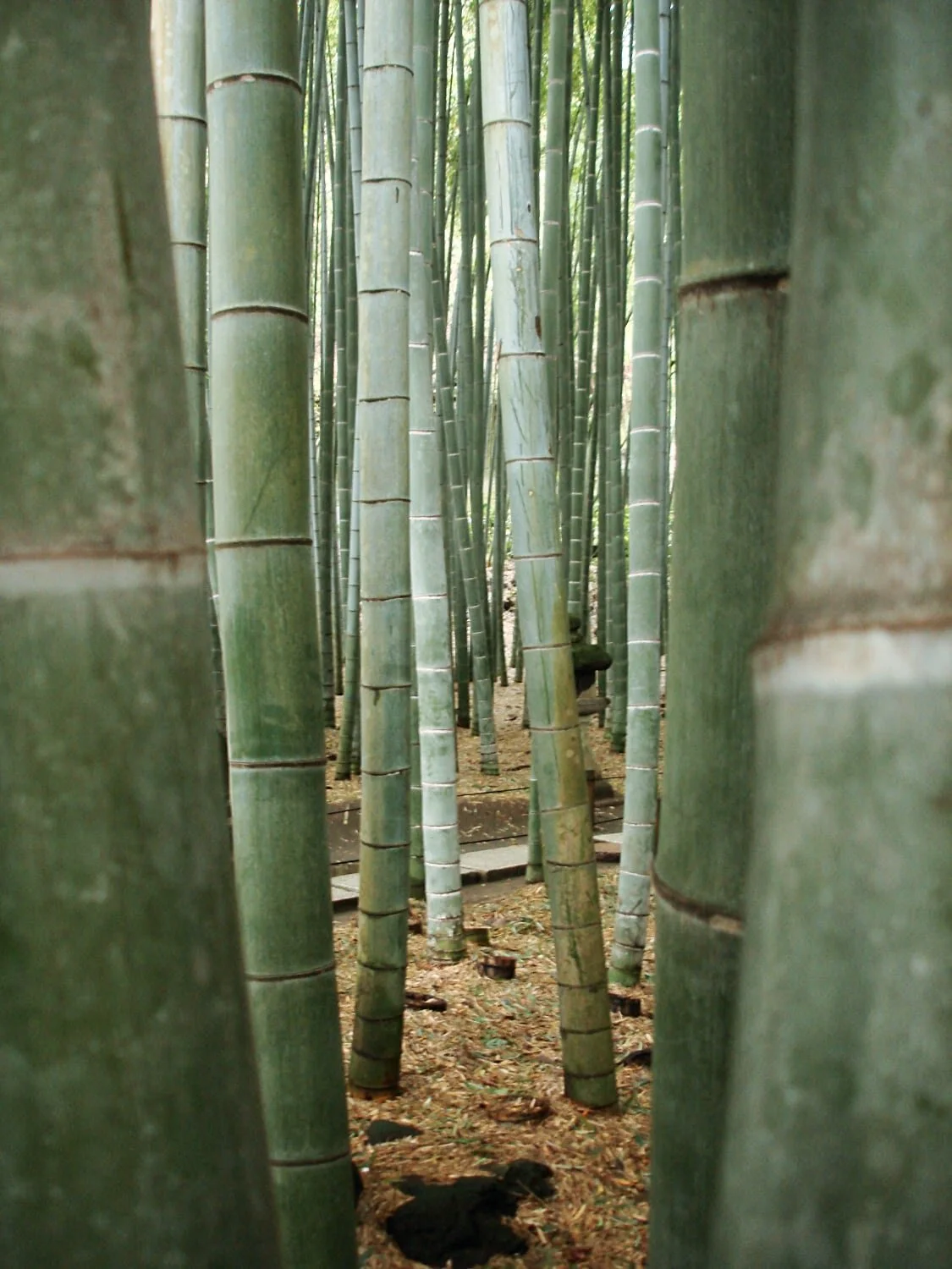 Phyllostachys edulis — Guadua Bamboo