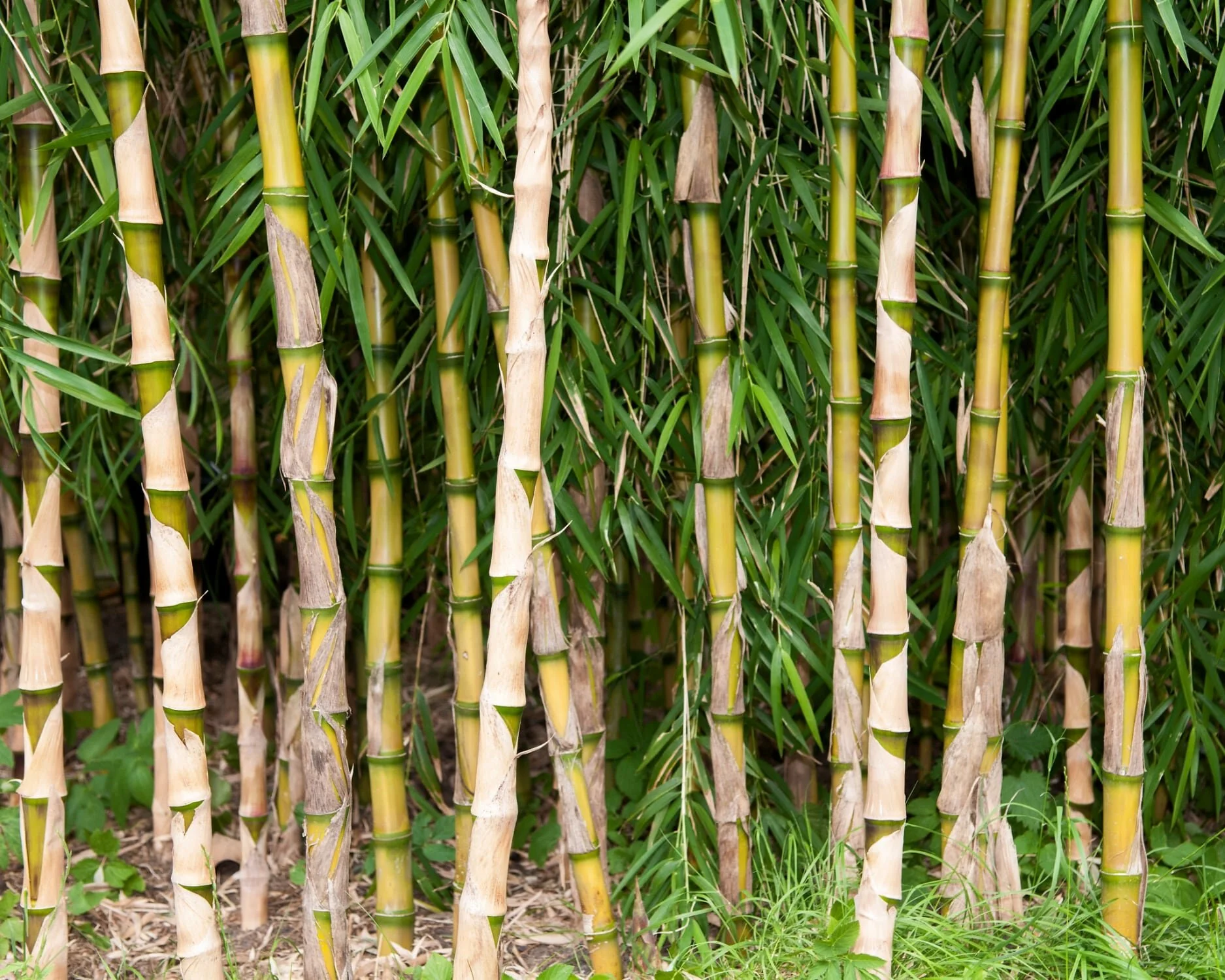 Phyllostachys edulis — Guadua Bamboo