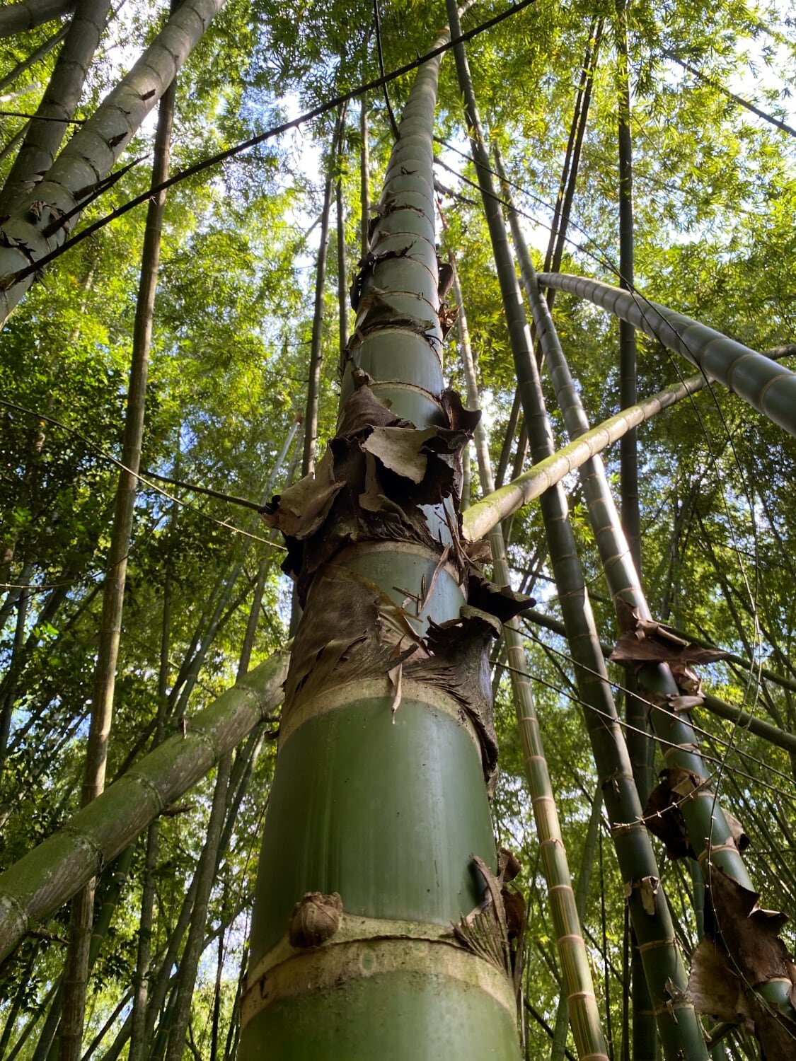 Guadua angustifolia — Guadua Bamboo