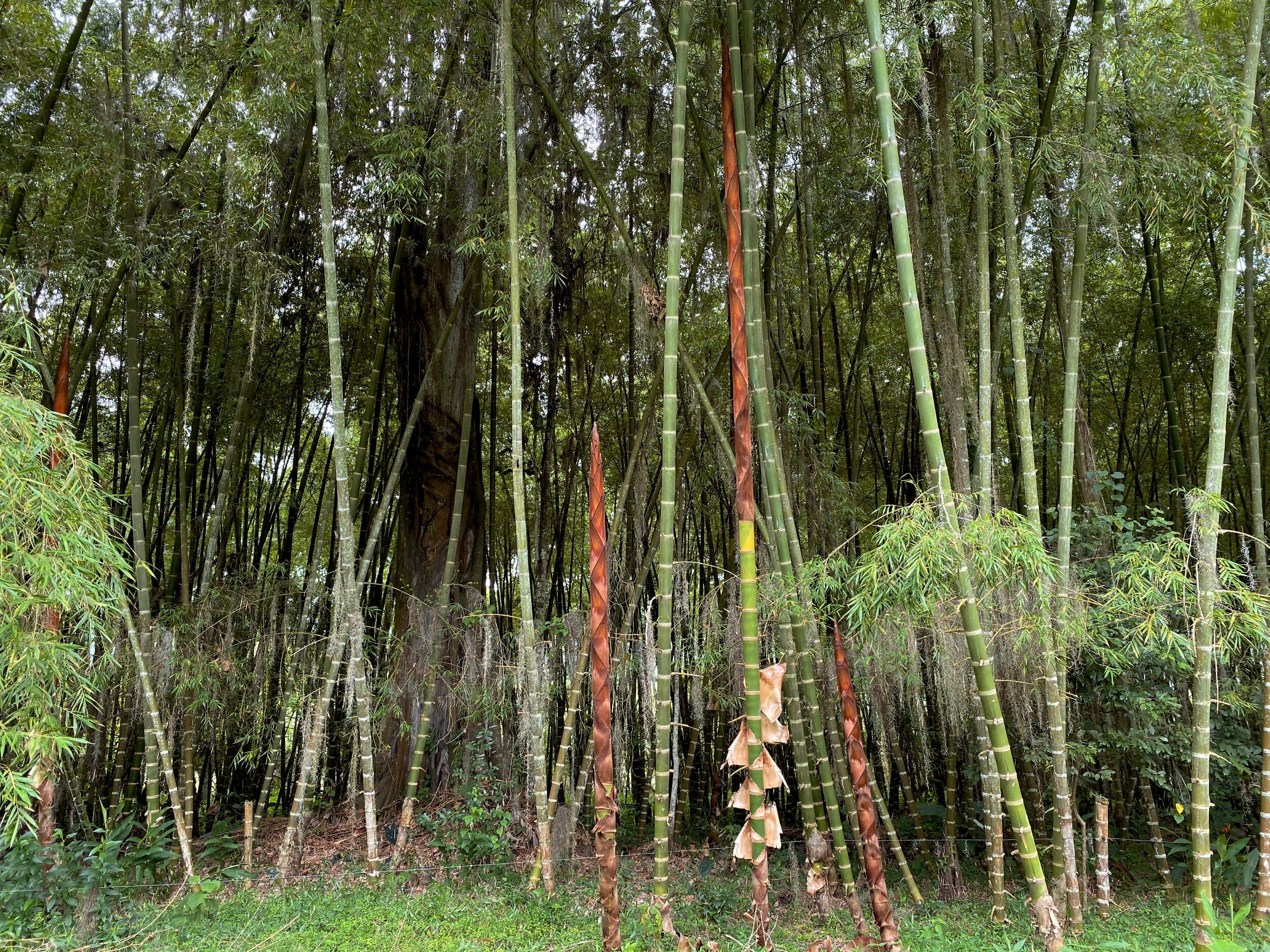 Guadua angustifolia — Guadua Bamboo