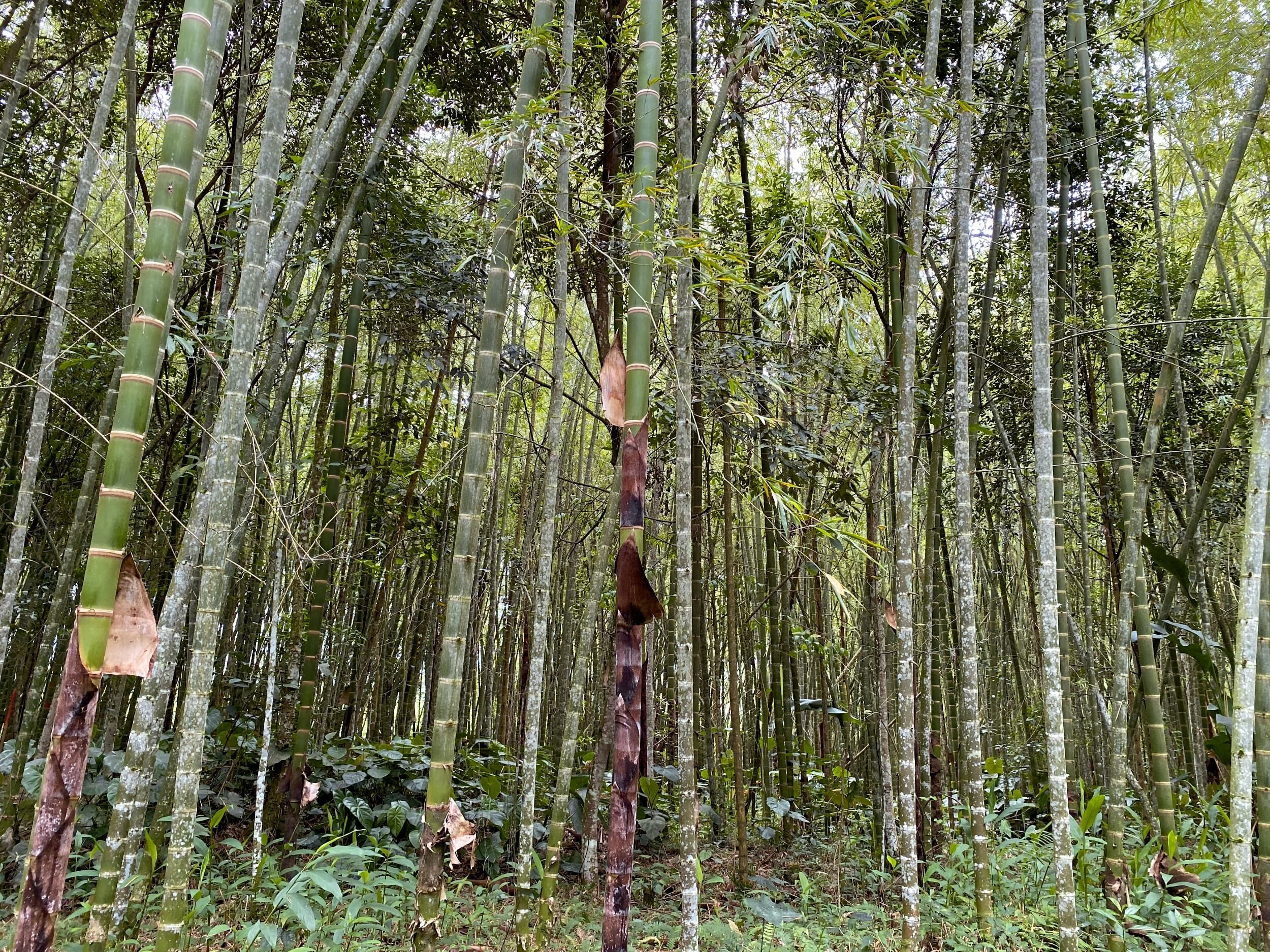 Guadua angustifolia — Guadua Bamboo
