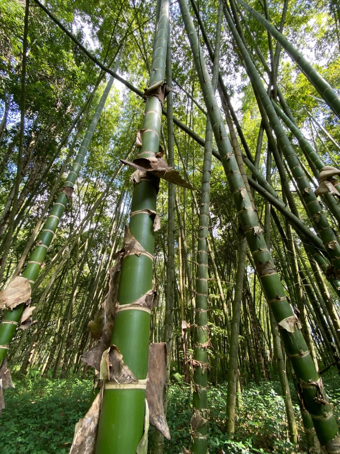 Guadua angustifolia — Guadua Bamboo