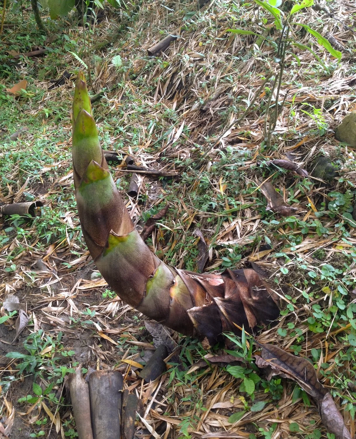 Guadua angustifolia — Guadua Bamboo