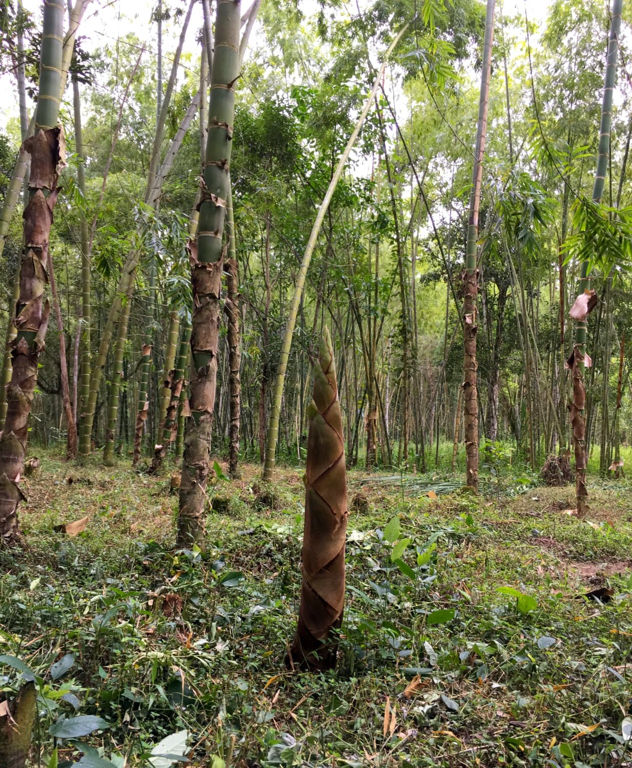 Guadua angustifolia — Guadua Bamboo