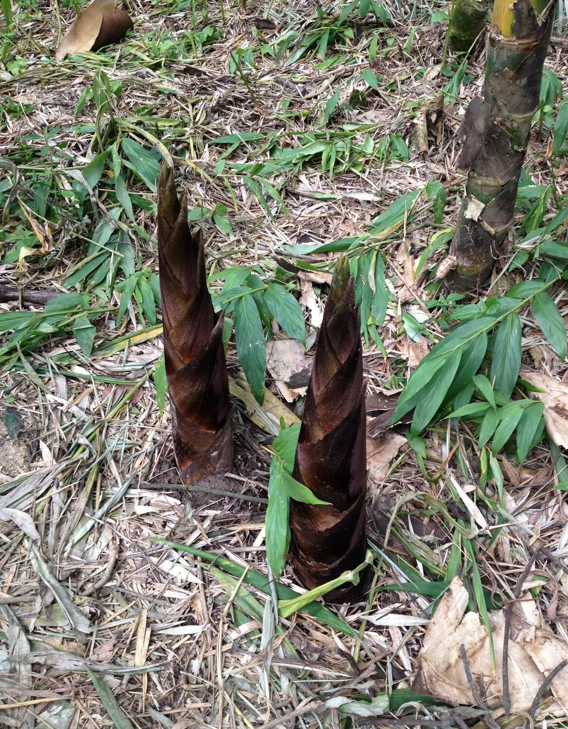 Guadua angustifolia — Guadua Bamboo