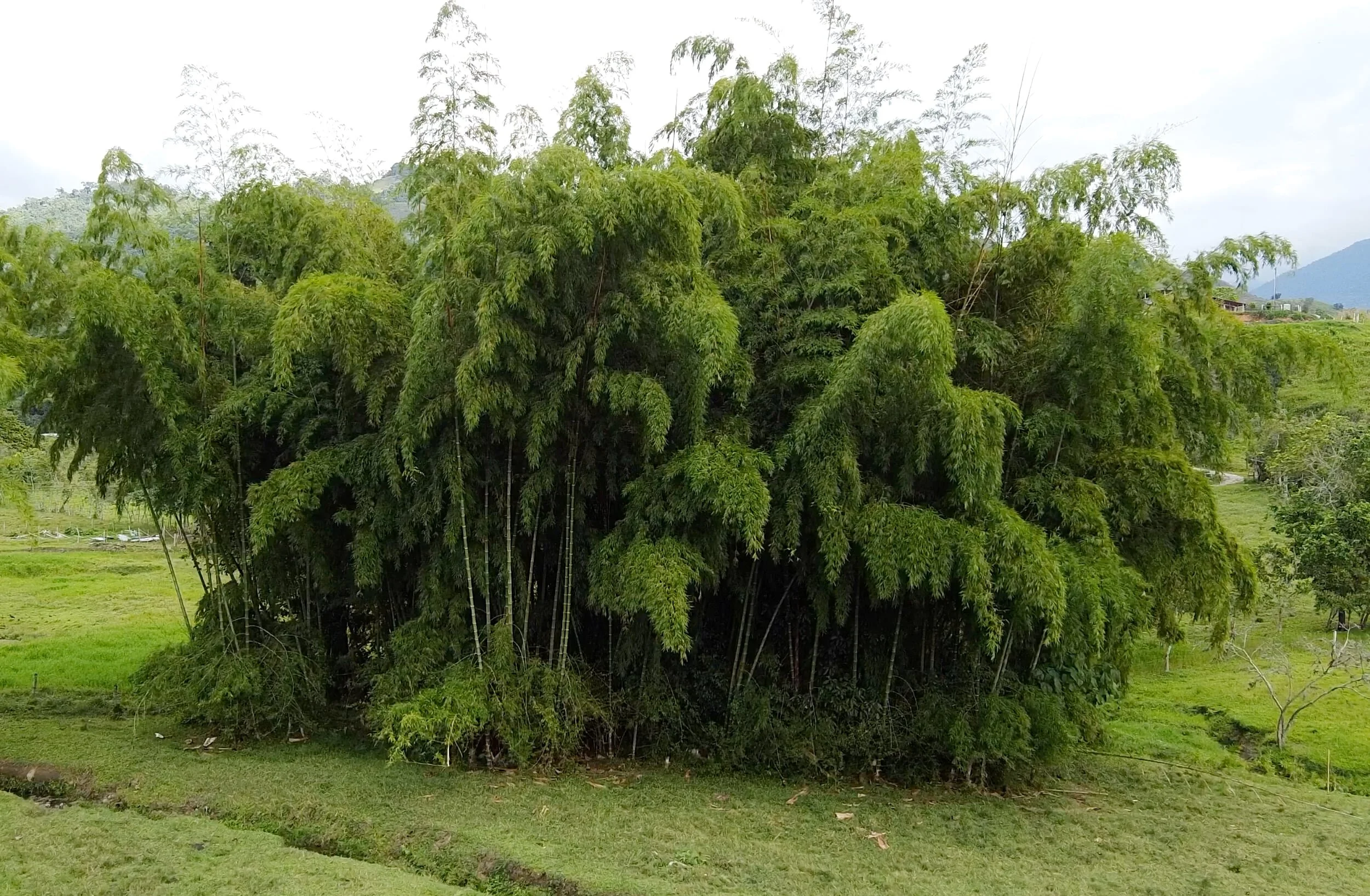 Guadua angustifolia — Guadua Bamboo