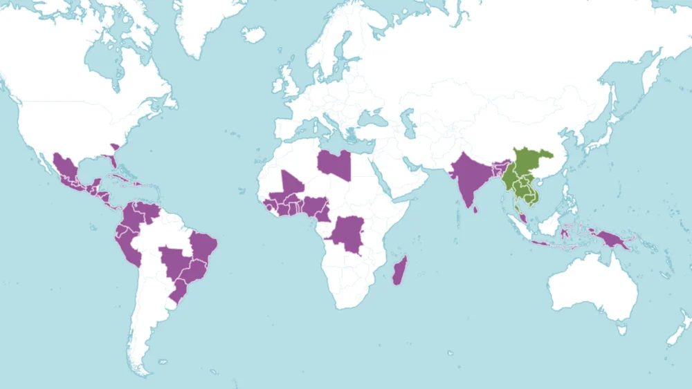 Bambusa vulgaris - Common Bamboo
