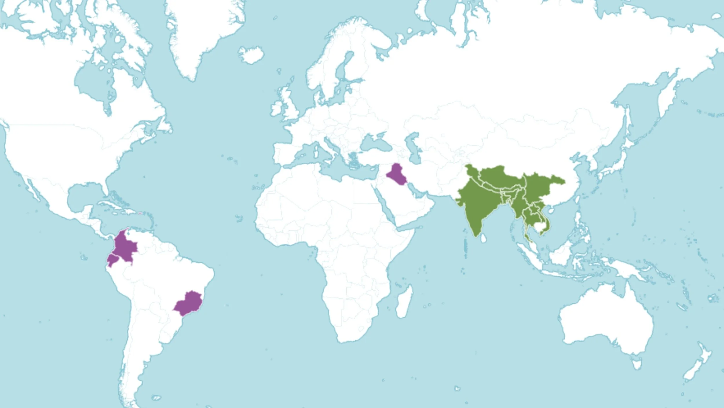 Bambusa tulda - Bengal Bamboo