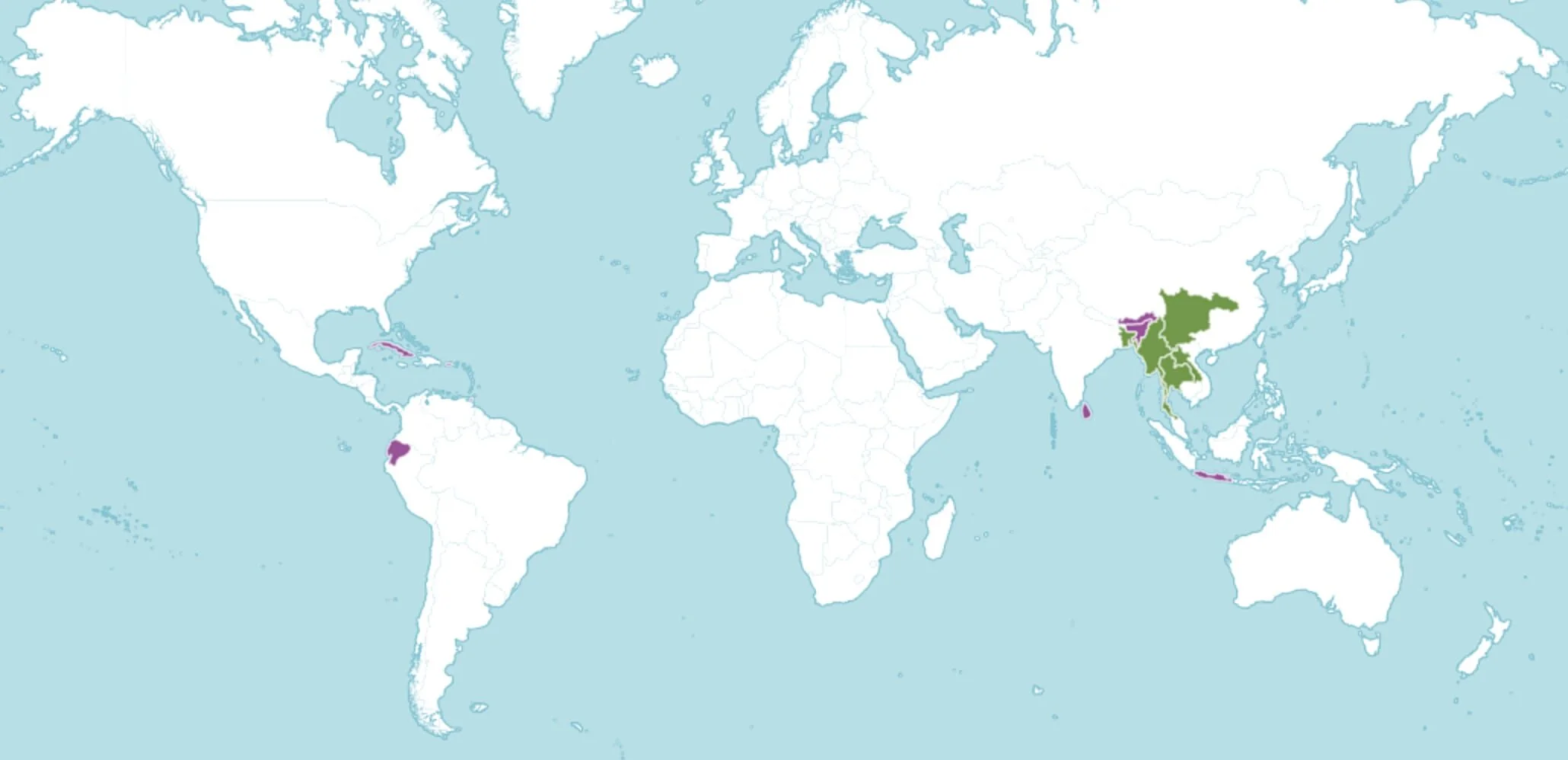 Bambusa polymorpha - Burmese Bamboo