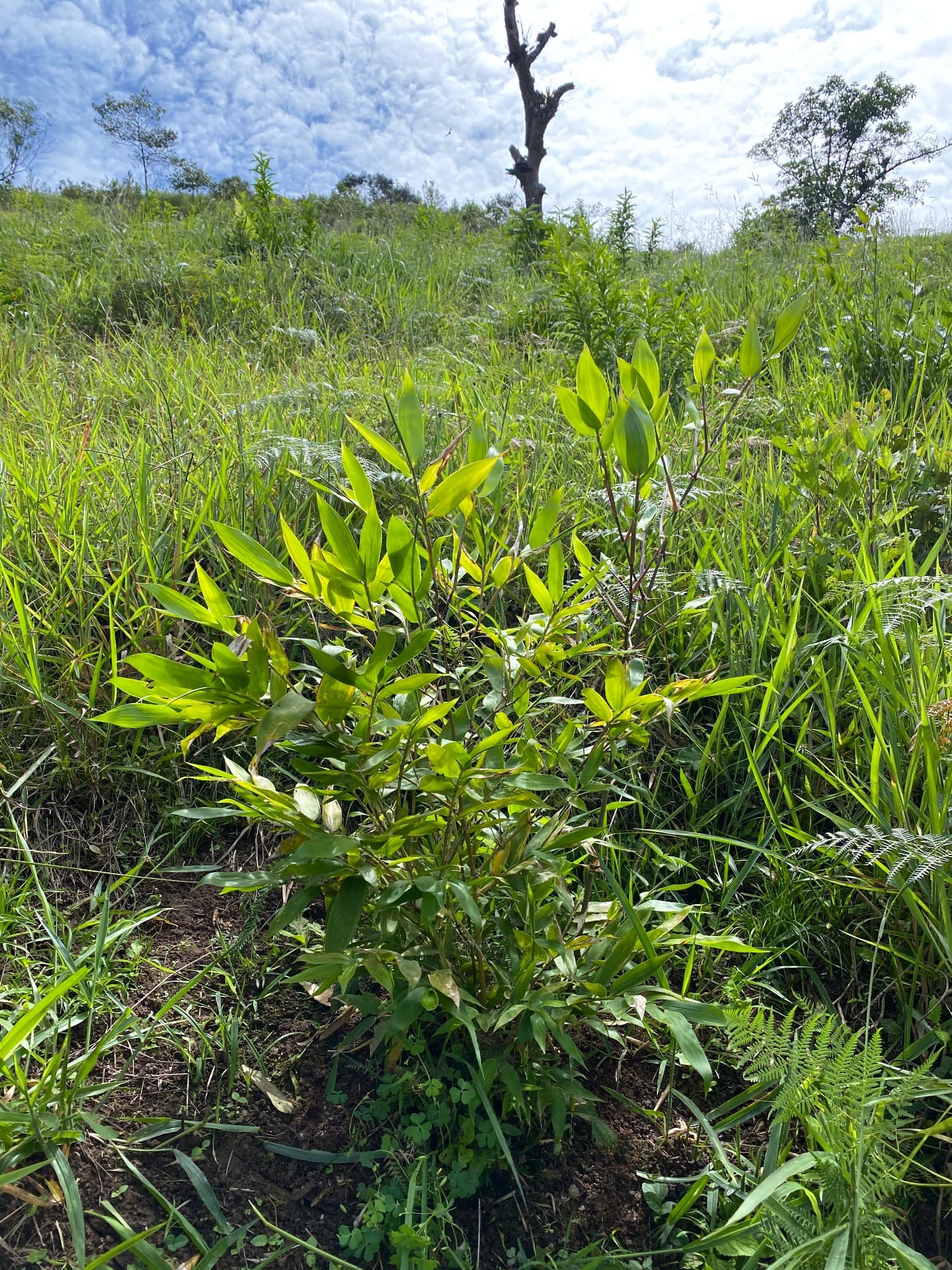 Guadua angustifolia - Guadua Bamboo