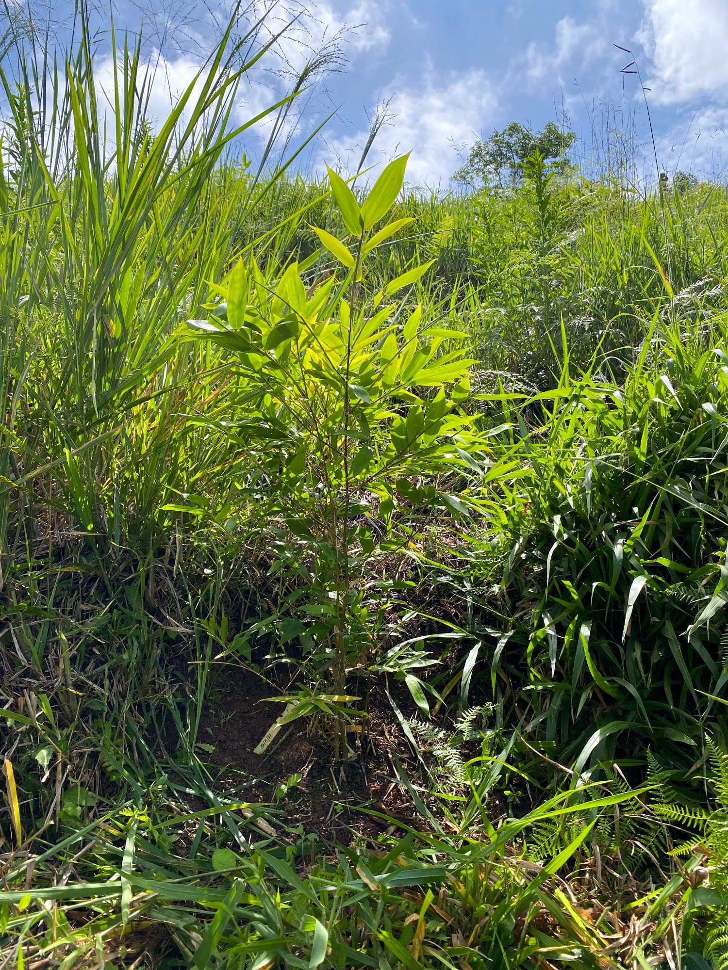 Guadua angustifolia - Guadua Bamboo