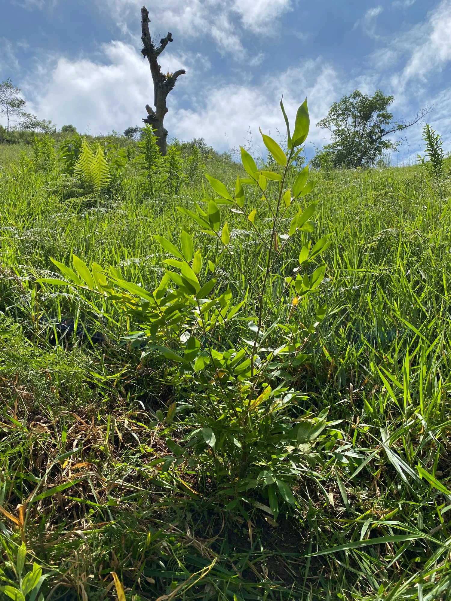 Guadua angustifolia - Guadua Bamboo