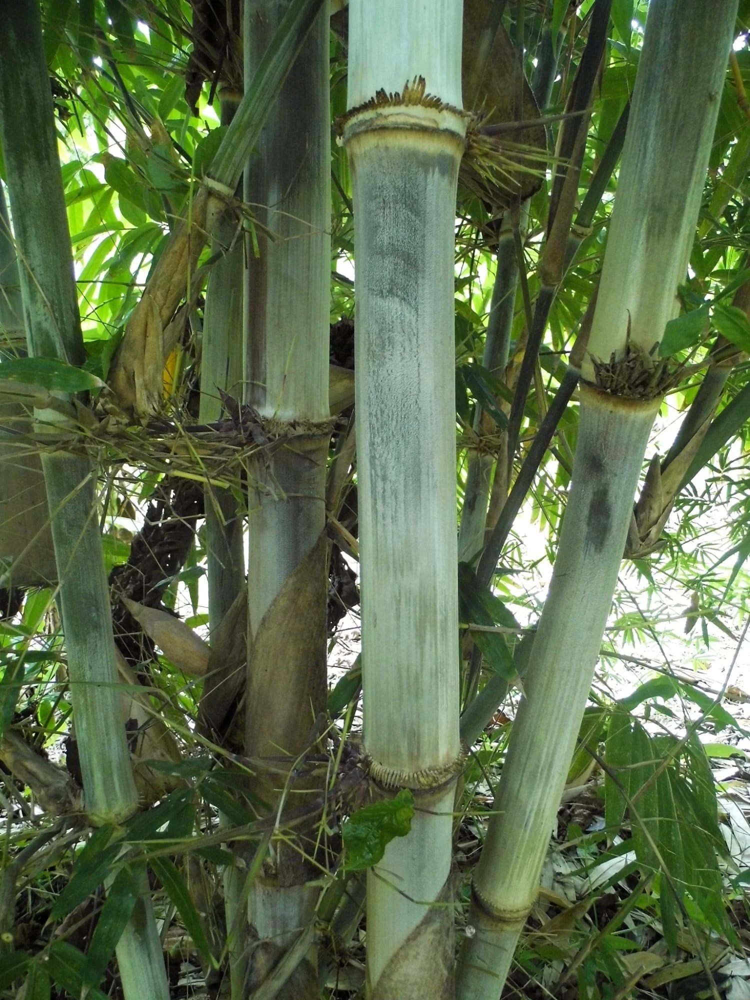 Dendrocalamus Peculiaris