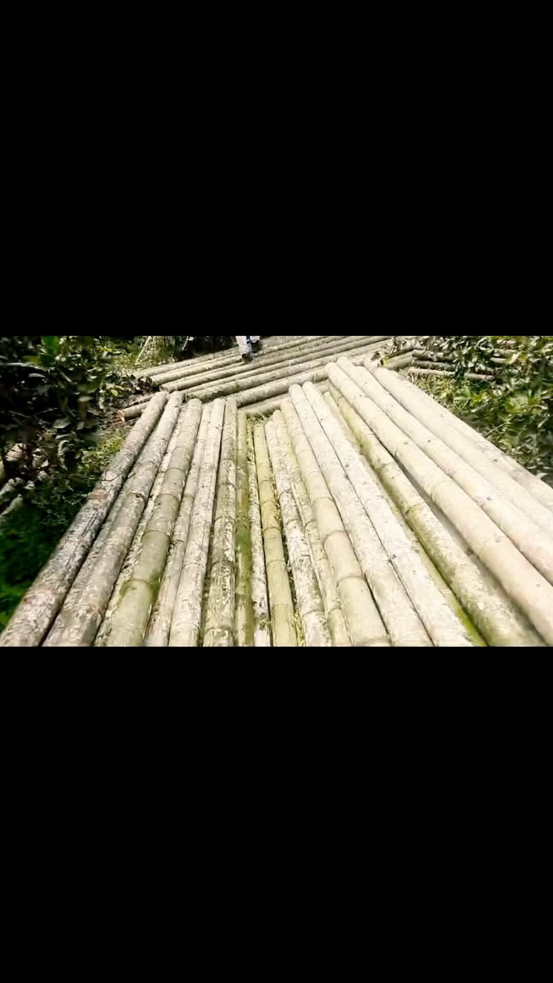 Guadua Bamboo - Experts in the World's Strongest Bamboo