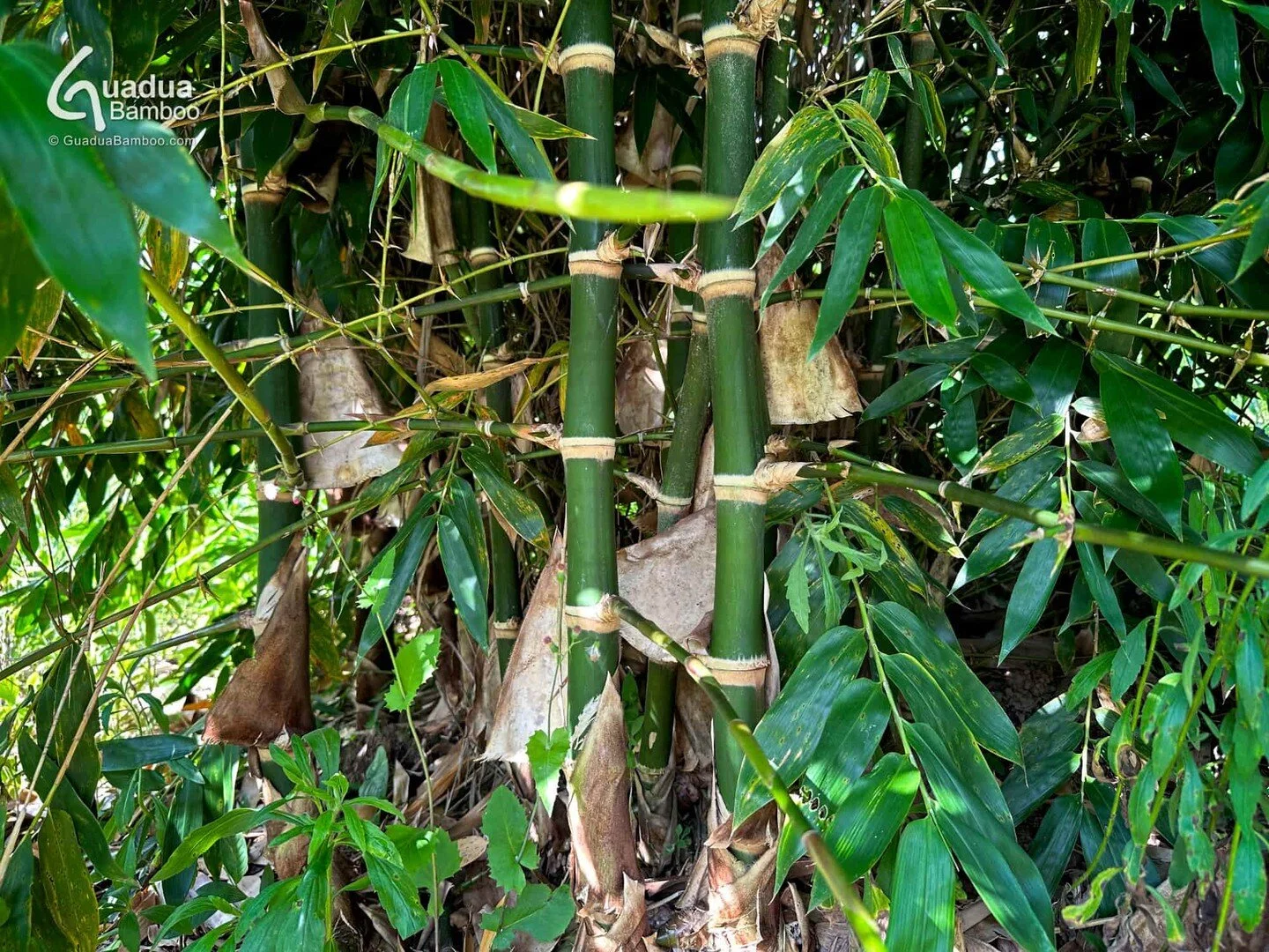 Guadua Bamboo - Experts in the World's Strongest Bamboo