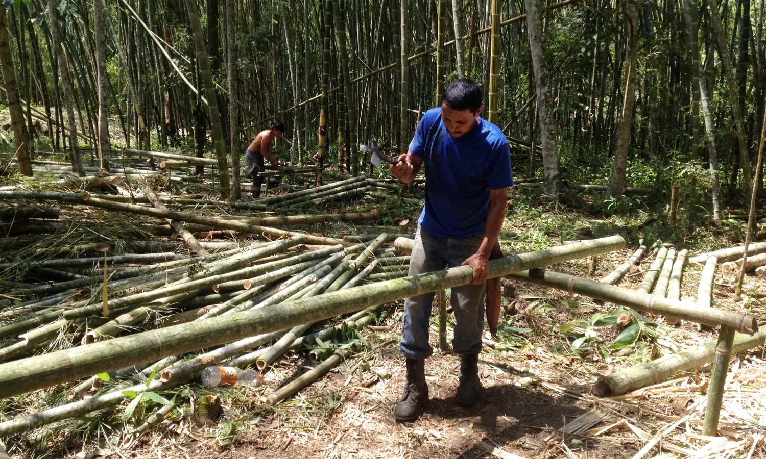 Guadua Bamboo - Experts in the World's Strongest Bamboo