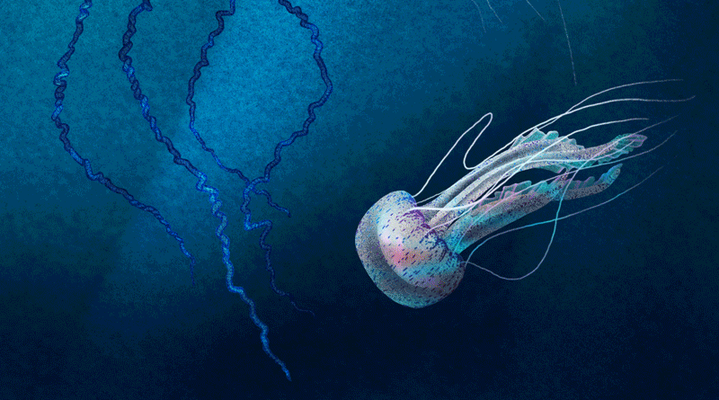 JELLYFISHES — SARA GIRONI CARNEVALE