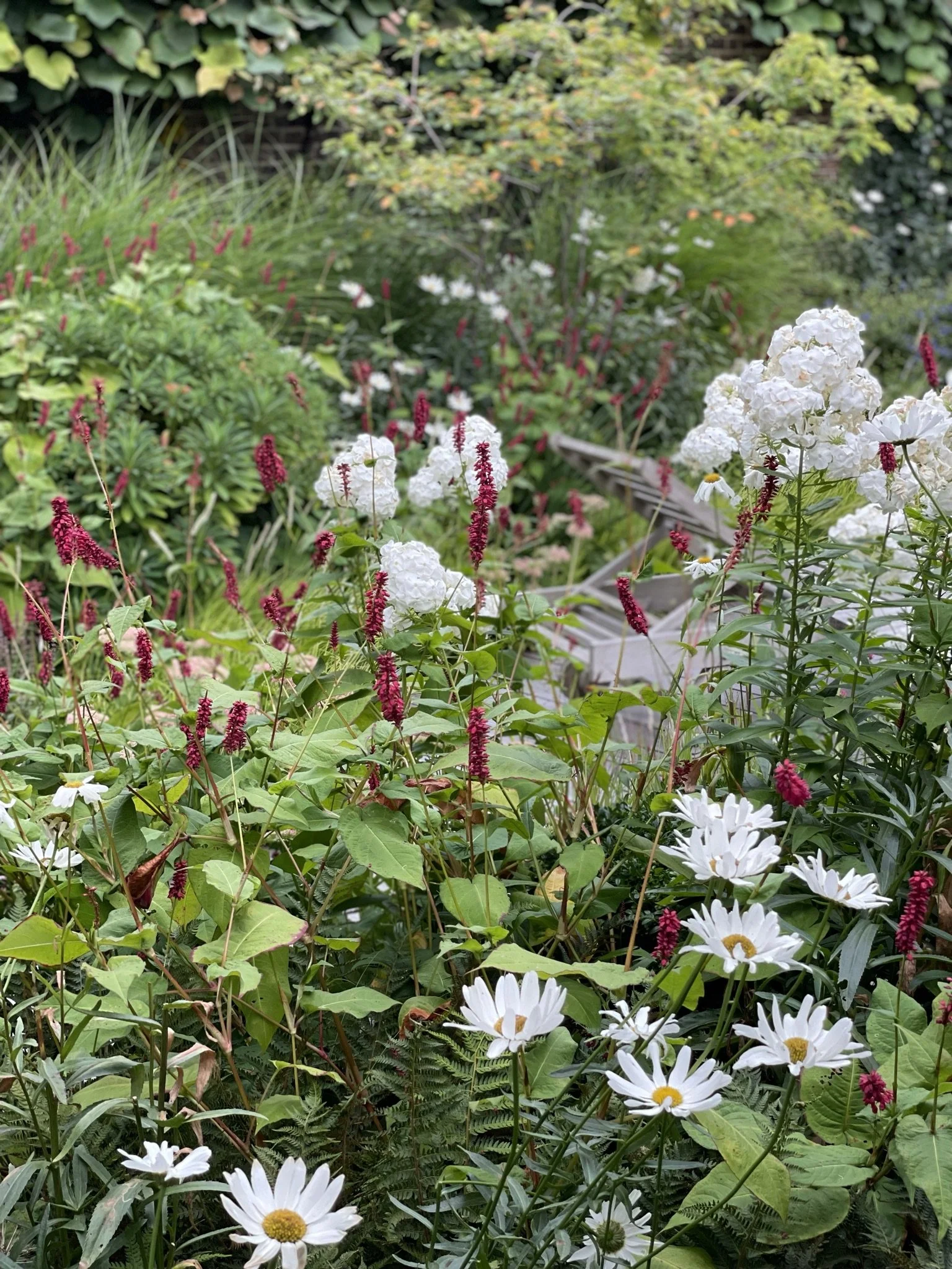 Putney Heath — Lucy Willcox Garden Design