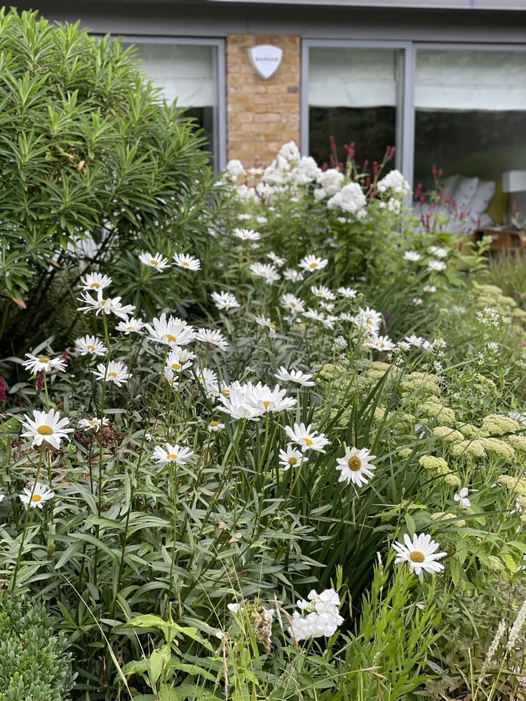 Putney Heath — Lucy Willcox Garden Design