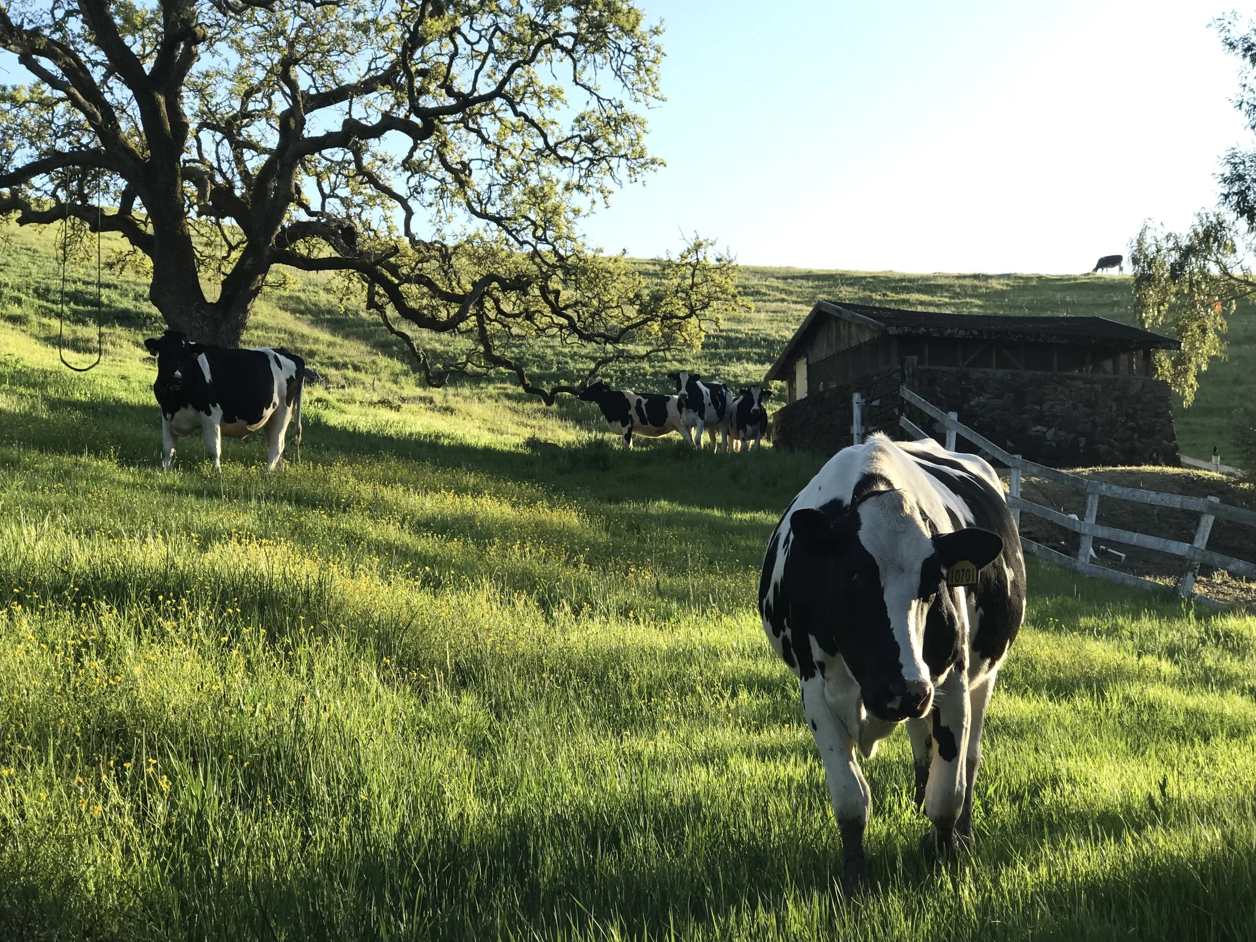 Rusty Hinges Ranch - Climate Friendly Local Groceries - Delivered