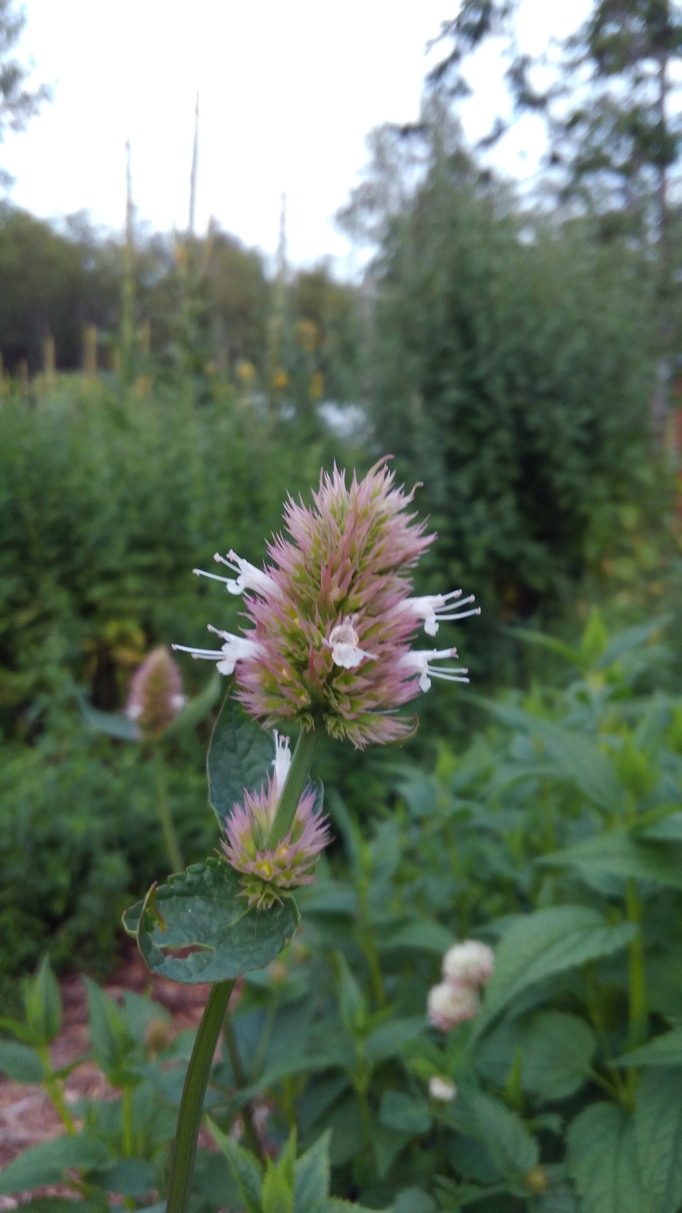 Horsemint Garden