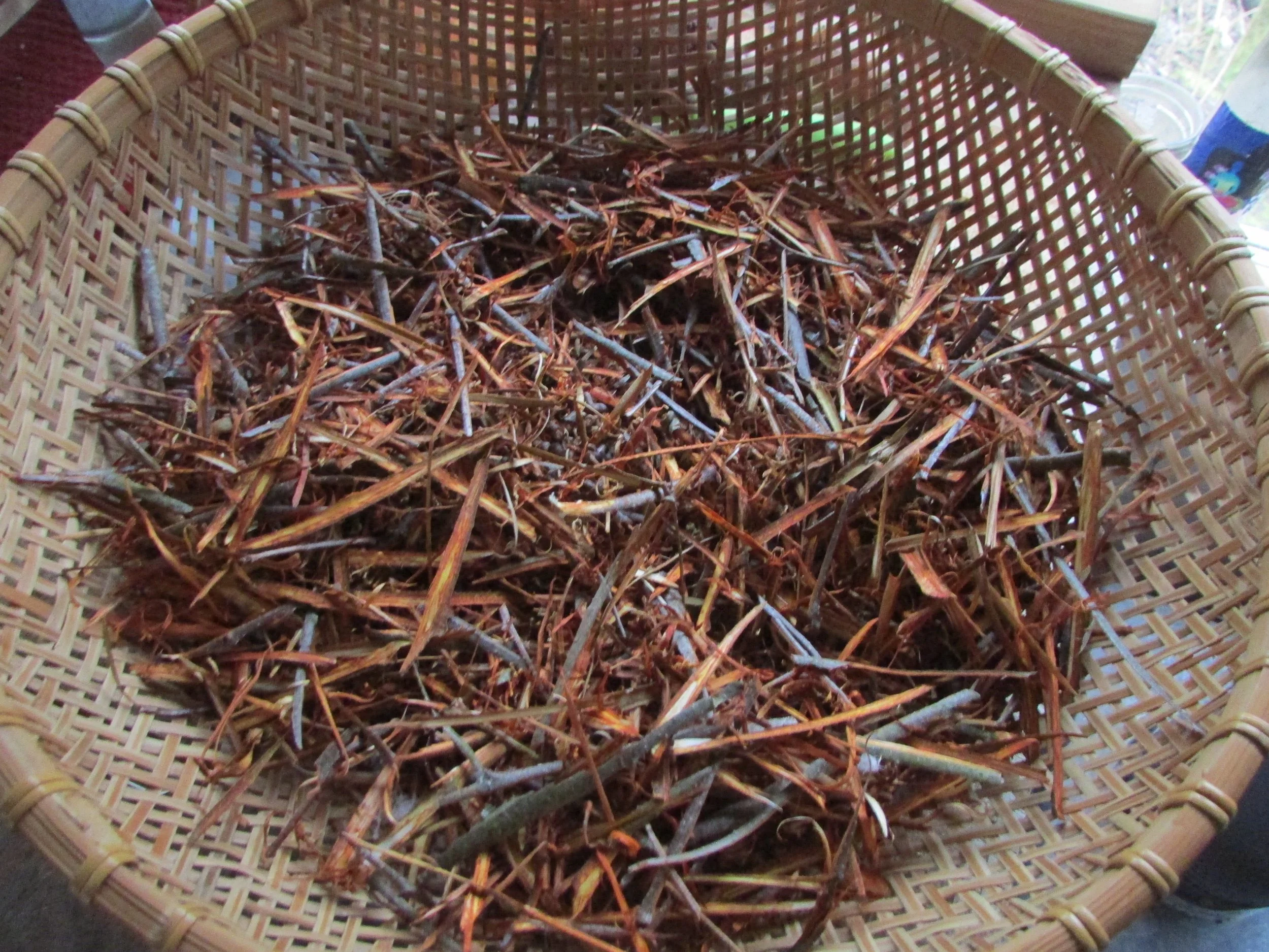 Red Alder Bark Tea