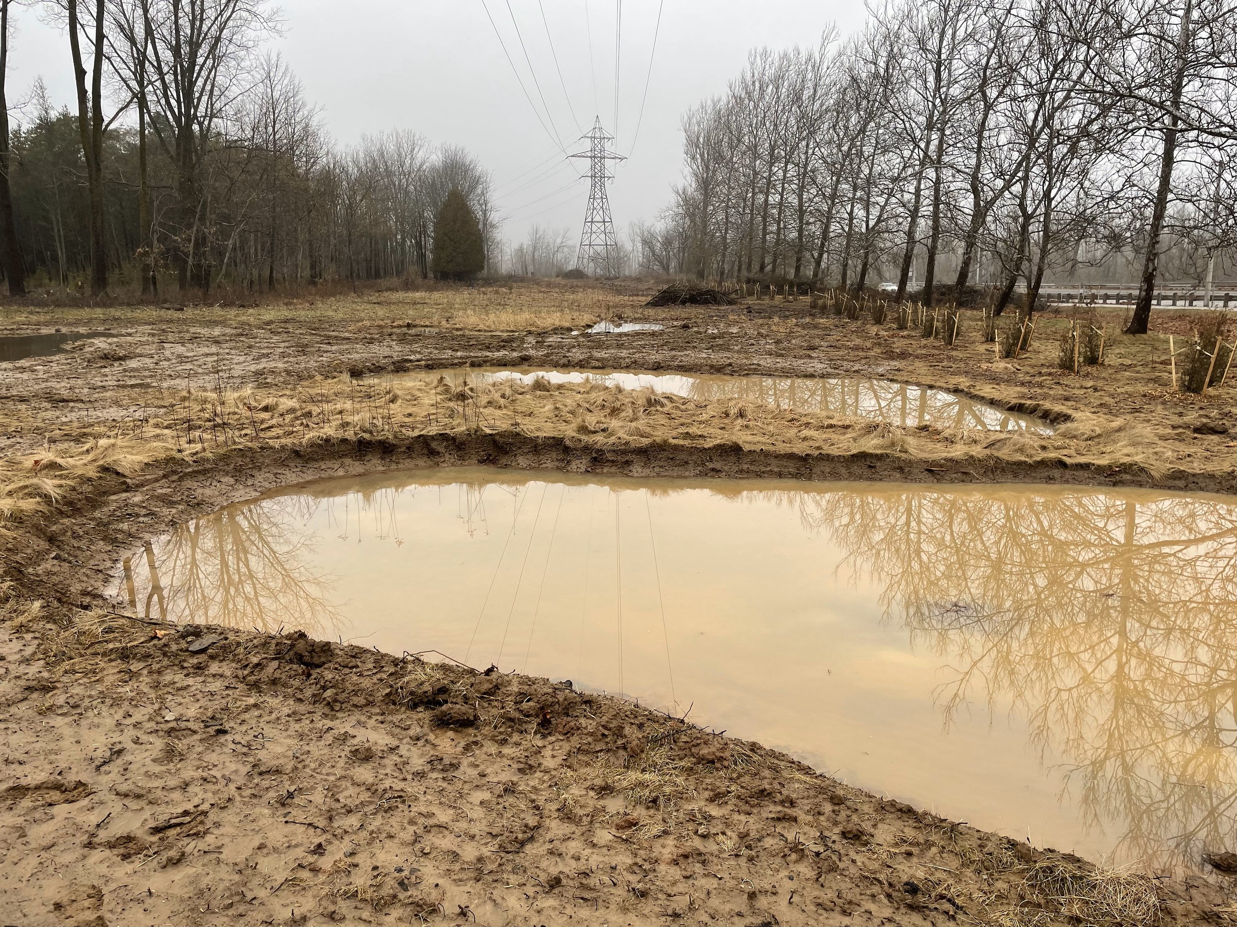 New Cootes Drive Vernal Pools Create Critical Habitat for Wildlife ...