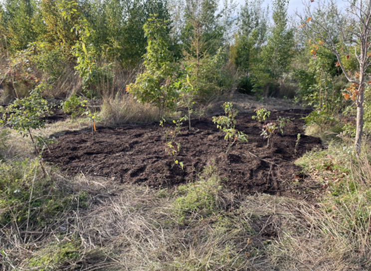 Improving Ecological Corridors in City View Park — Cootes to Escarpment ...