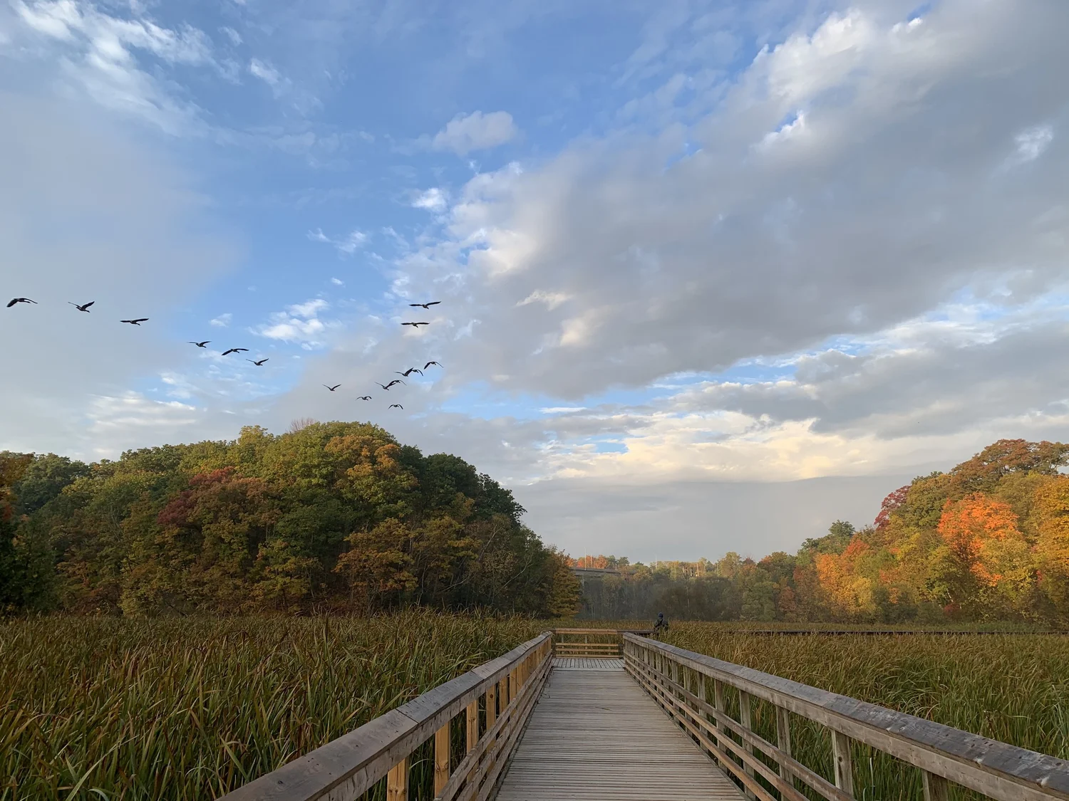 Get Involved — Cootes to Escarpment EcoPark System
